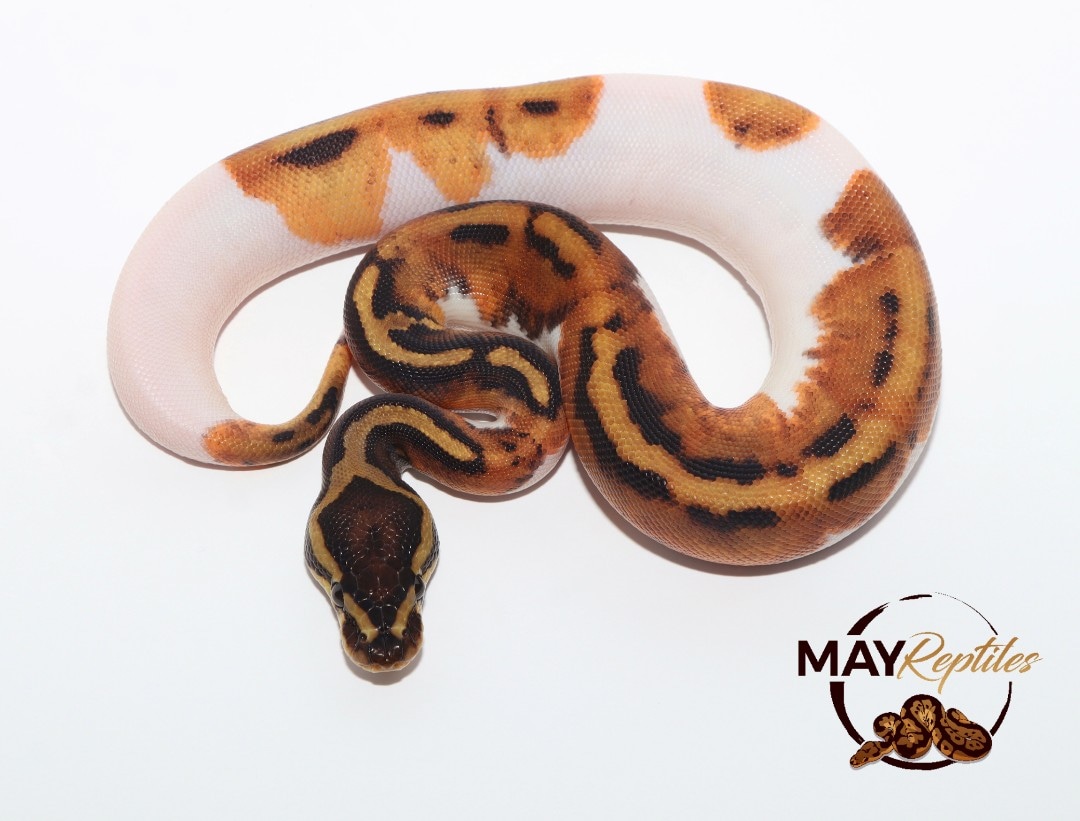 Piebald Ball Python by MAY Reptiles - MorphMarket