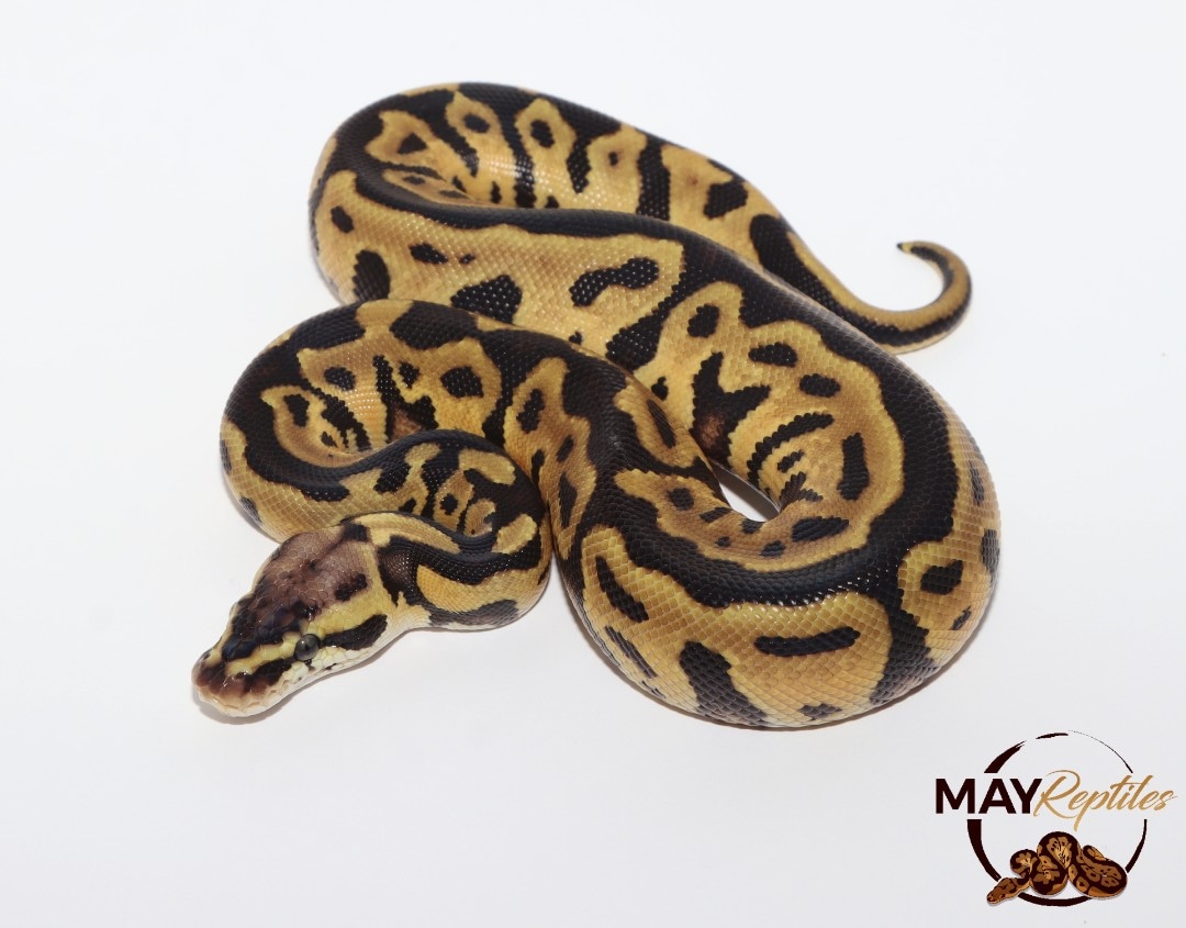Pastel Spotnose 100% Het Clown Ball Python by MAY Reptiles - MorphMarket