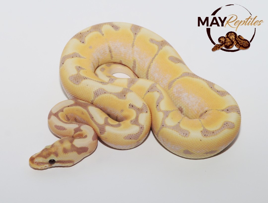 Banana Woma Ball Python by MAY Reptiles - MorphMarket