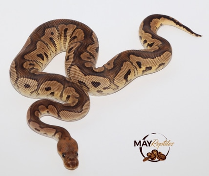 MAY Reptiles - MorphMarket