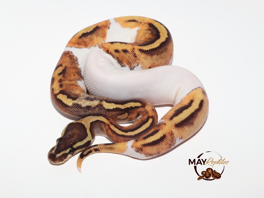 Fire Piebald Ball Python by MAY Reptiles - MorphMarket