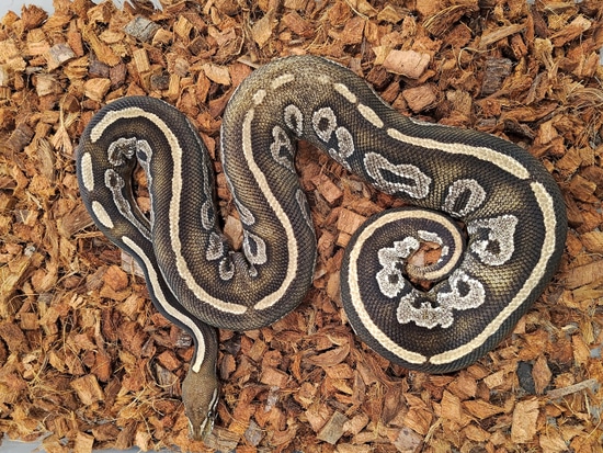 Pastel Blackhead Mojave Ball Python by MAY Reptiles