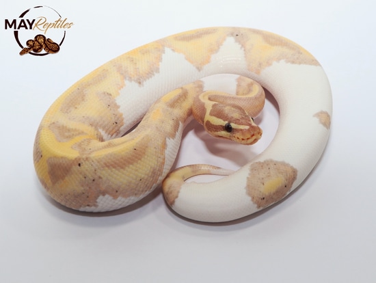 Banana Piebald Ball Python by MAY Reptiles