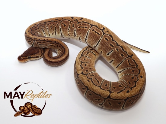 Pinstripe Het Clown Ball Python by MAY Reptiles