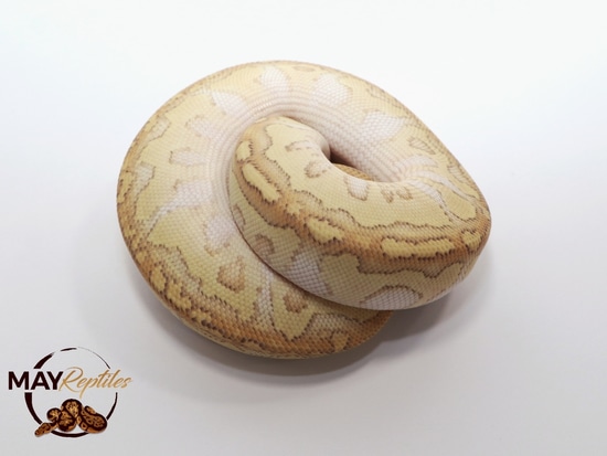 Lesser Clown Ball Python by MAY Reptiles