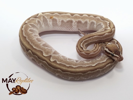 Bamboo Ball Python by MAY Reptiles
