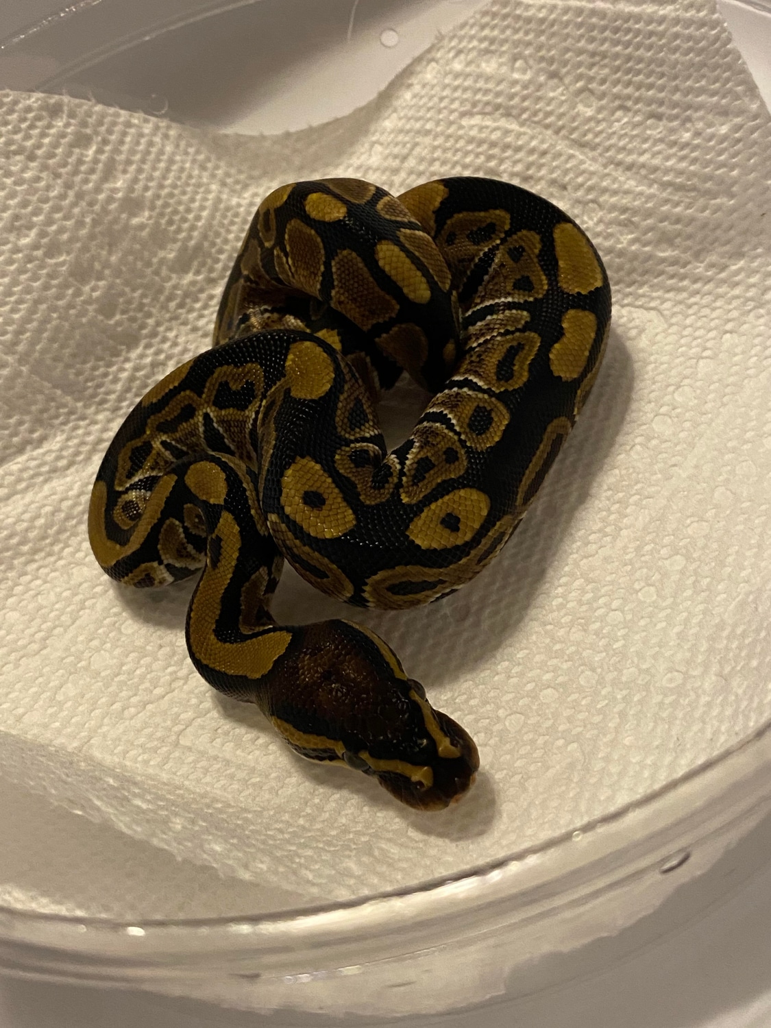 Normal 50% Het Genetic-stripe Ball Python by Maz Morphs - MorphMarket