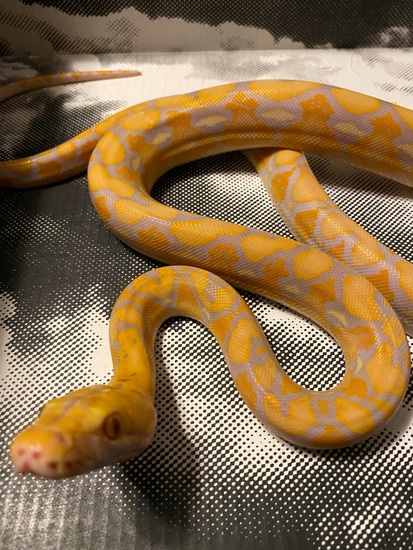 Lavender Albino Reticulated Python by Maz Morphs