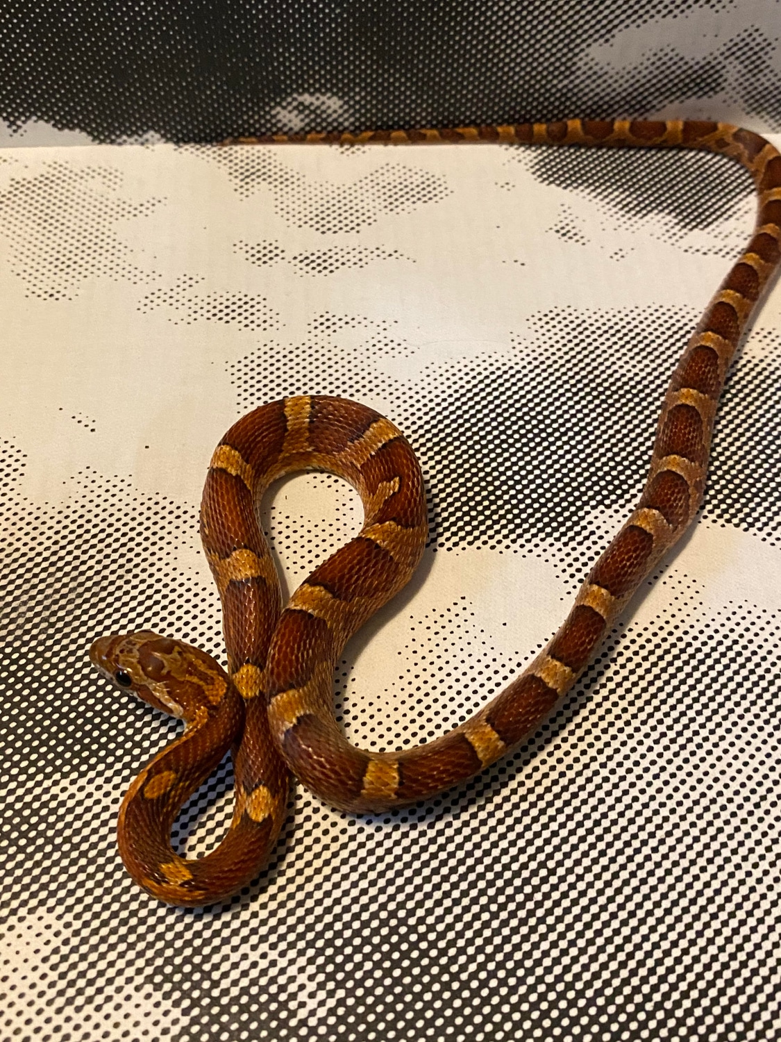 Normal Corn Snake by Maz Morphs - MorphMarket