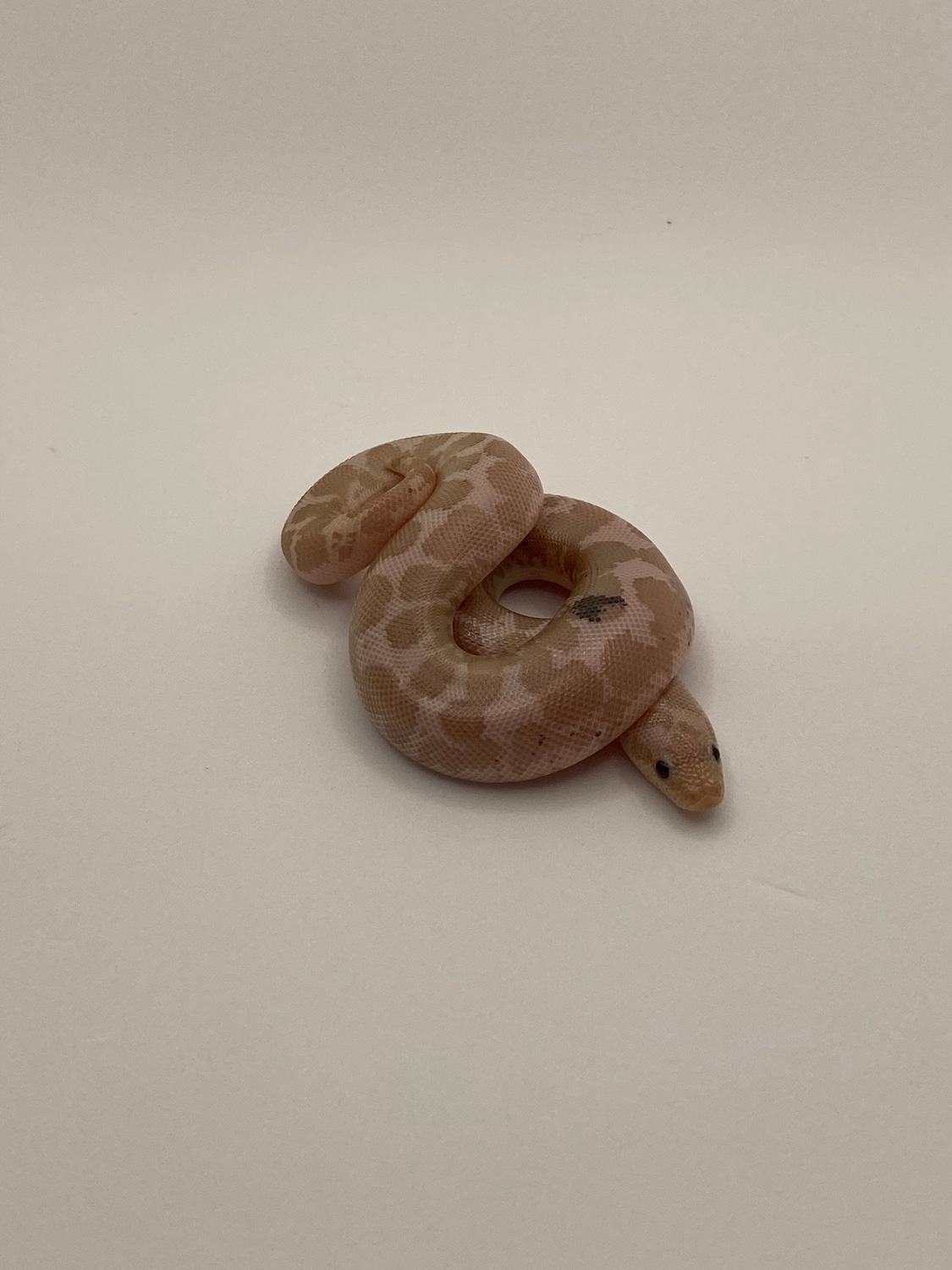 Snow Paradox Kenyan Sand Boa by Maz Morphs - MorphMarket