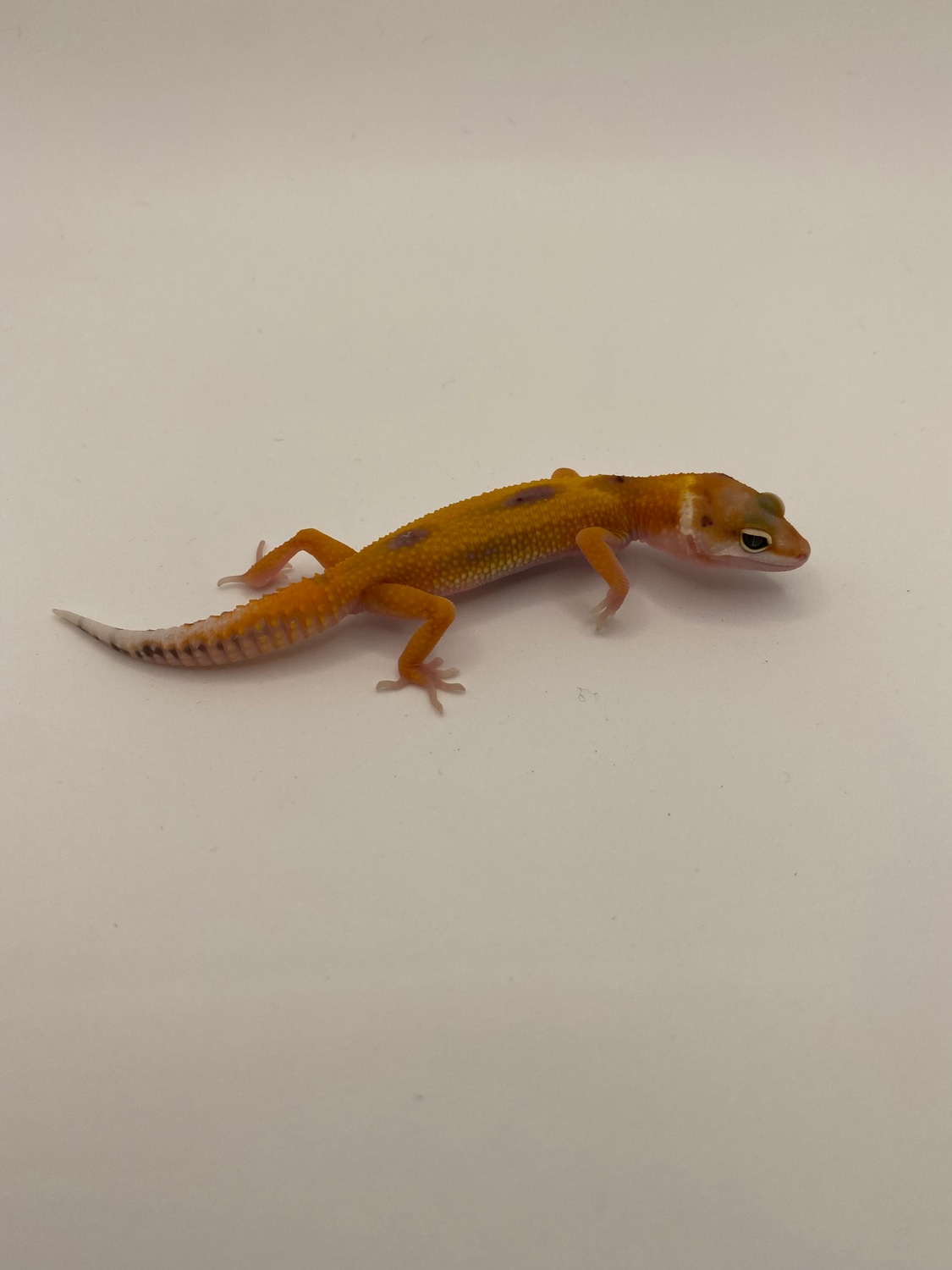 Tangerine Carrot Tail Hypo Jungle Leopard Gecko by Maz Morphs - MorphMarket
