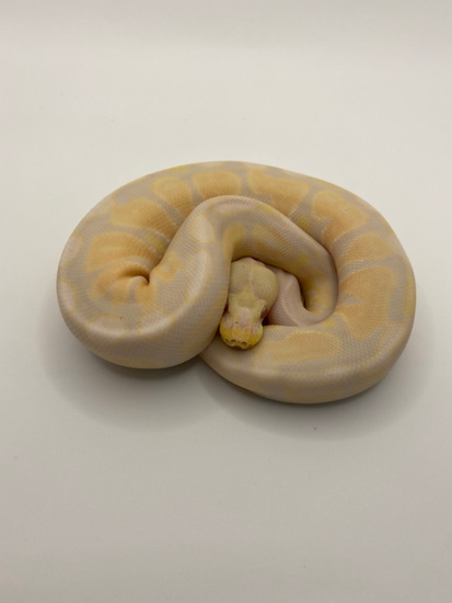 Black Pastel Candino Ball Python by Maz Morphs