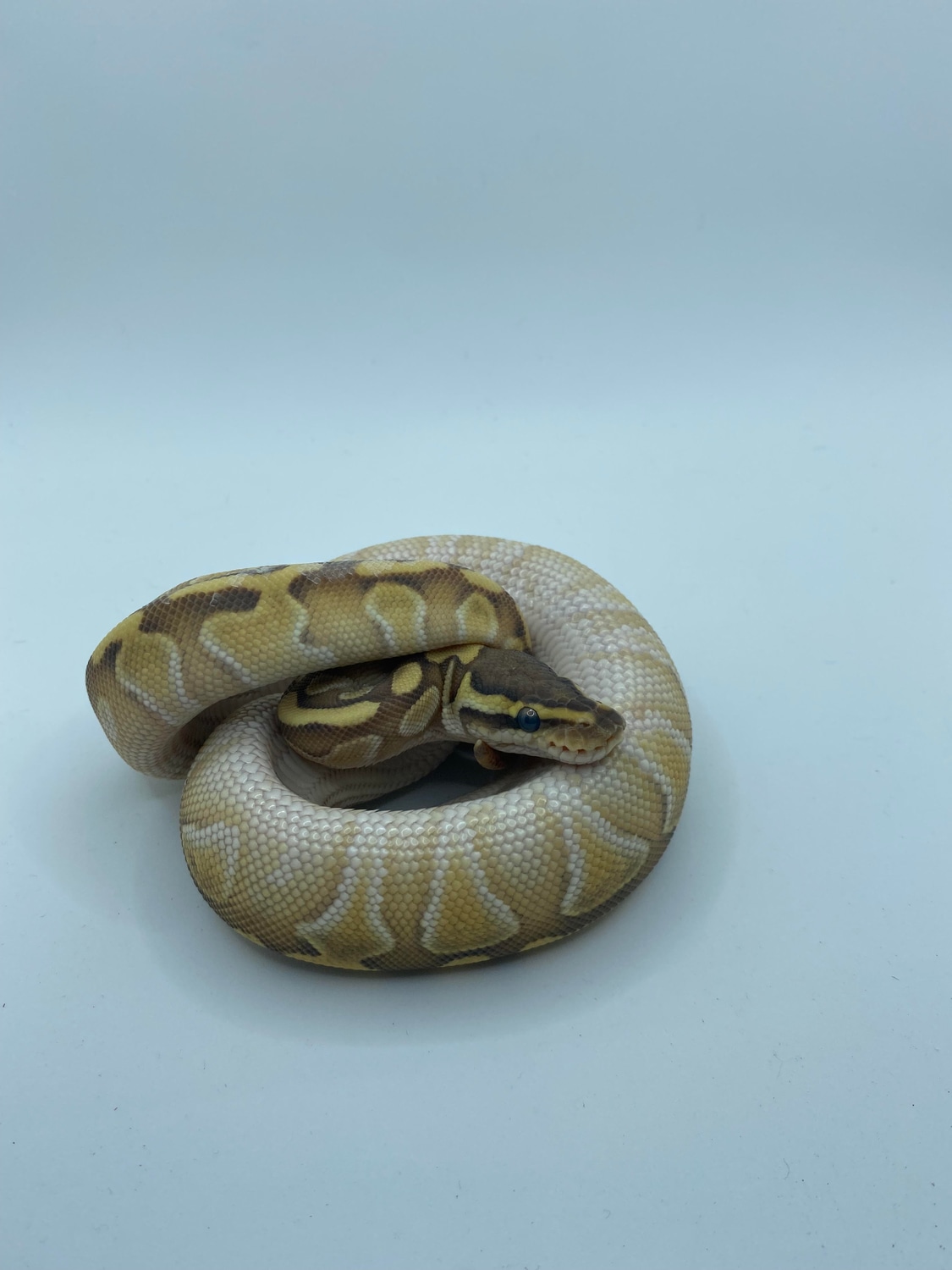 Enchi Lesser Het Clown Ball Python by Maz Morphs - MorphMarket