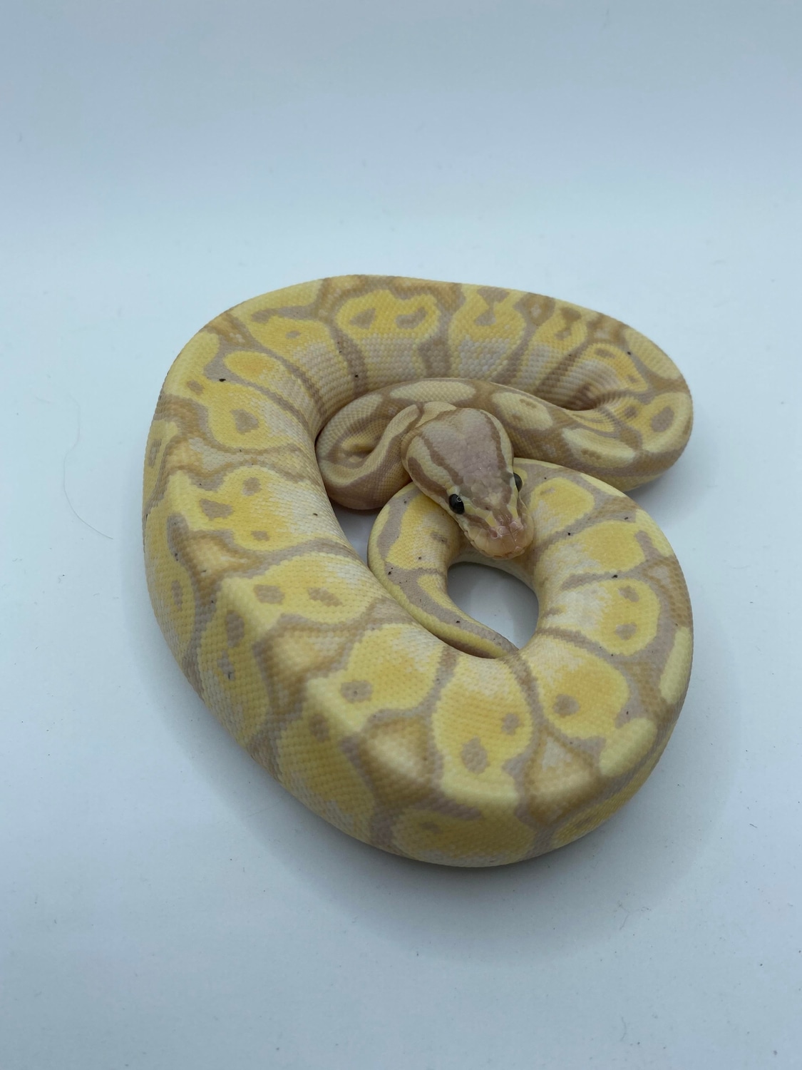 Banana Pastel Fire/Vanilla 50% Het Pied And Hypo Ball Python by Maz ...