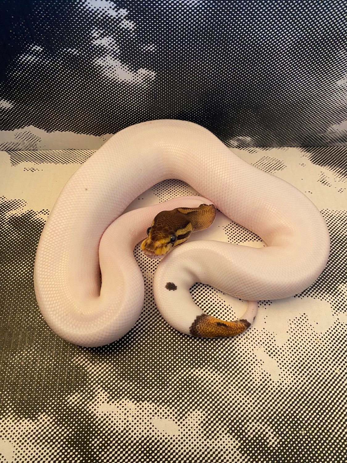 Leopard Cinnamon Pied Ball Python by Maz Morphs - MorphMarket