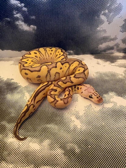 Superfly Clown Ball Python by Maz Morphs
