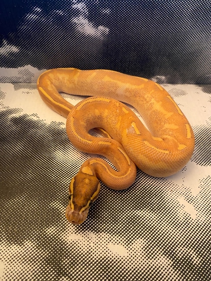 Enchi Highway Ball Python by Maz Morphs
