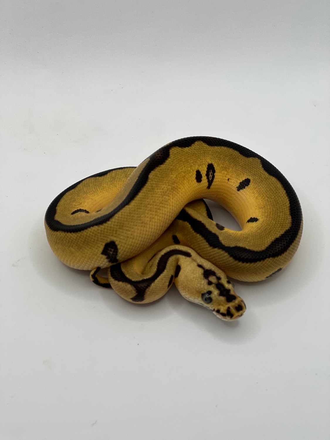 Pastel Leopard Enchi Clown Ball Python by Maz Morphs - MorphMarket