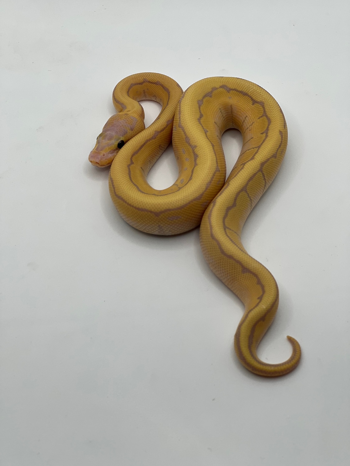 Banana Pinstripe Yellowbelly Or Specter Ball Python by Maz Morphs ...