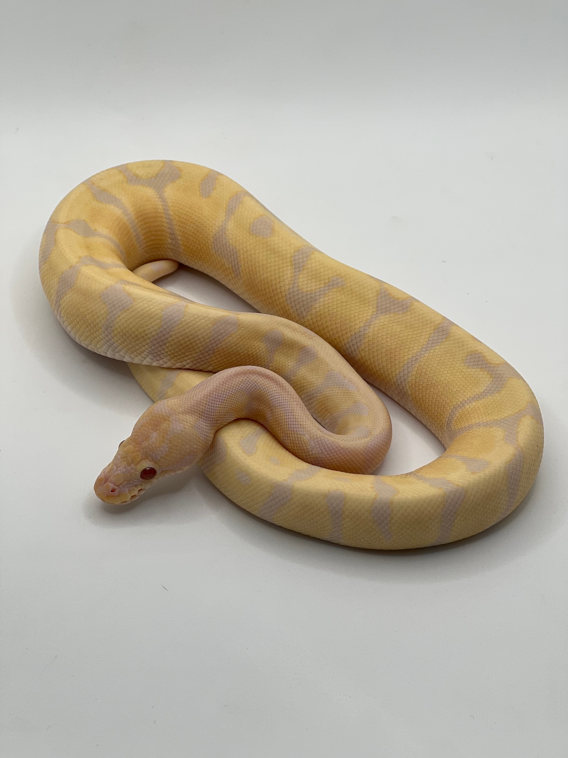 Candino Woma Ball Python by Maz Morphs - MorphMarket