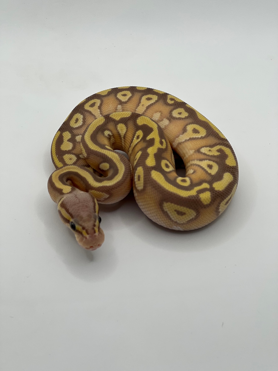 Banana Pastave Het Pied Ball Python by Maz Morphs - MorphMarket