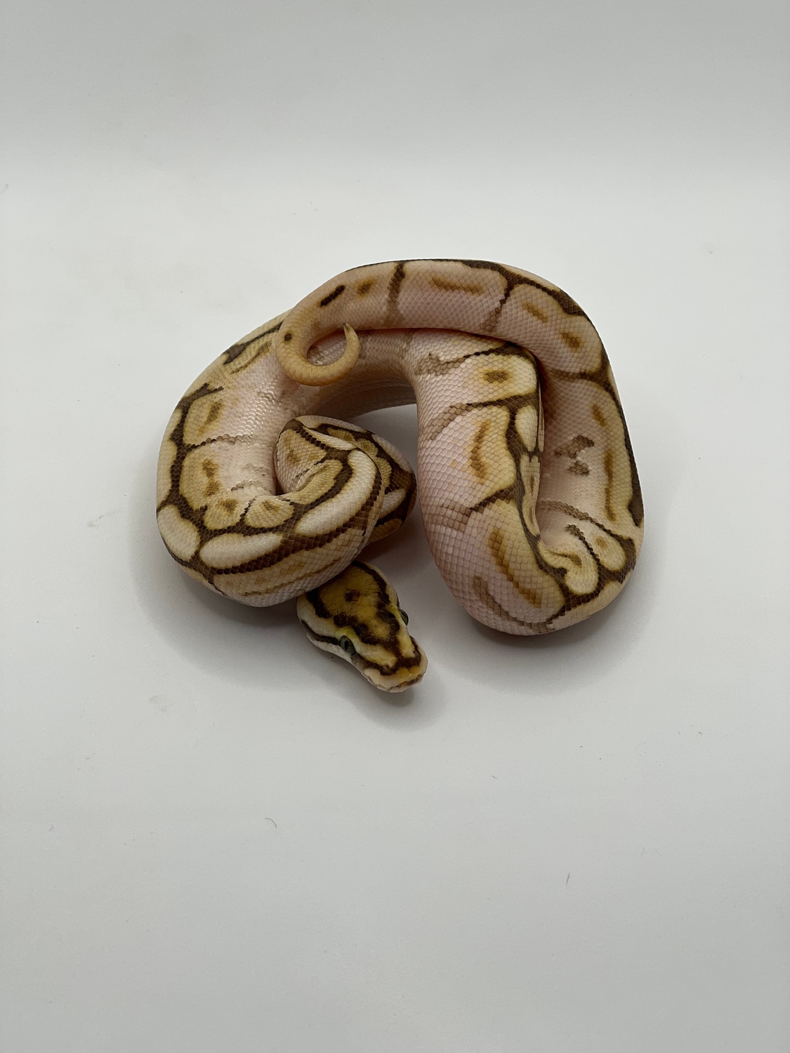 Butter Spider Het Ghost Ball Python by Maz Morphs - MorphMarket