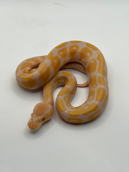 Lavender Ball Python by Maz Morphs