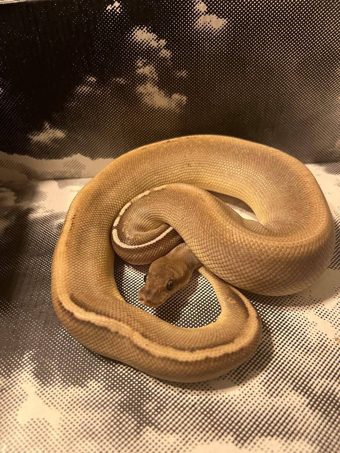 Black Pastel Mahogany Soul Sucker Ball Python by Maz Morphs - MorphMarket