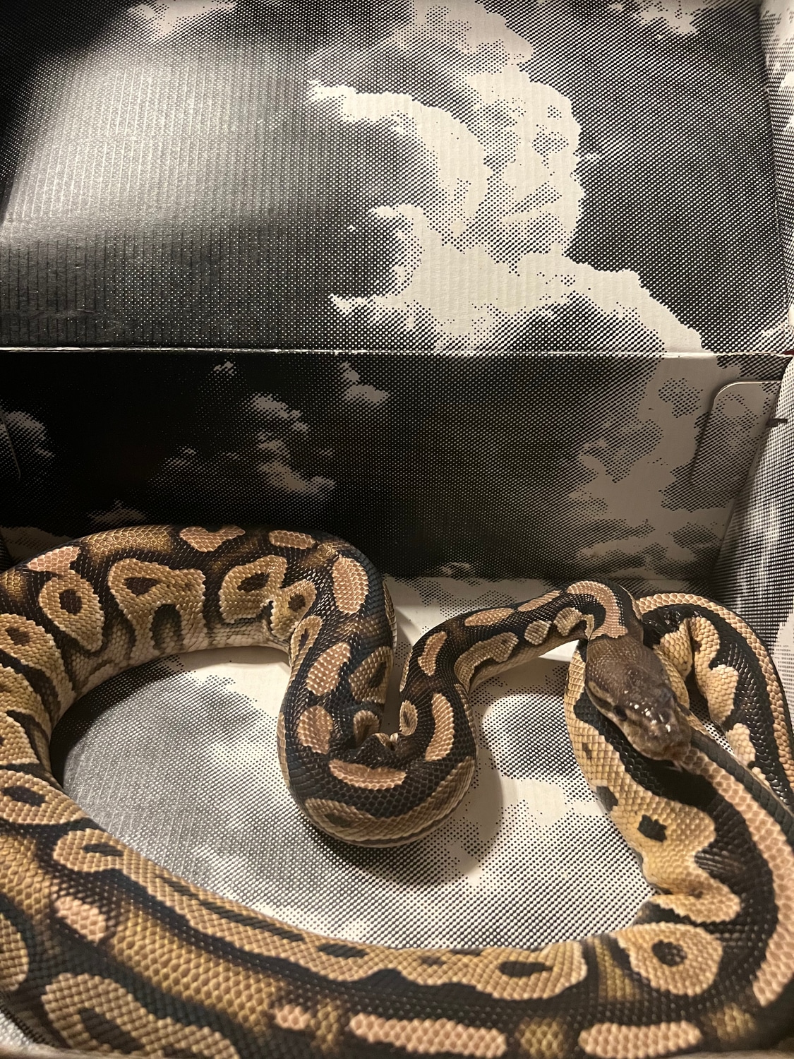 Black Pastel Orange Dream Ball Python by Maz Morphs - MorphMarket