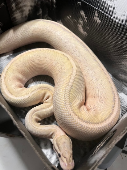 Puma Ball Python by Maz Morphs