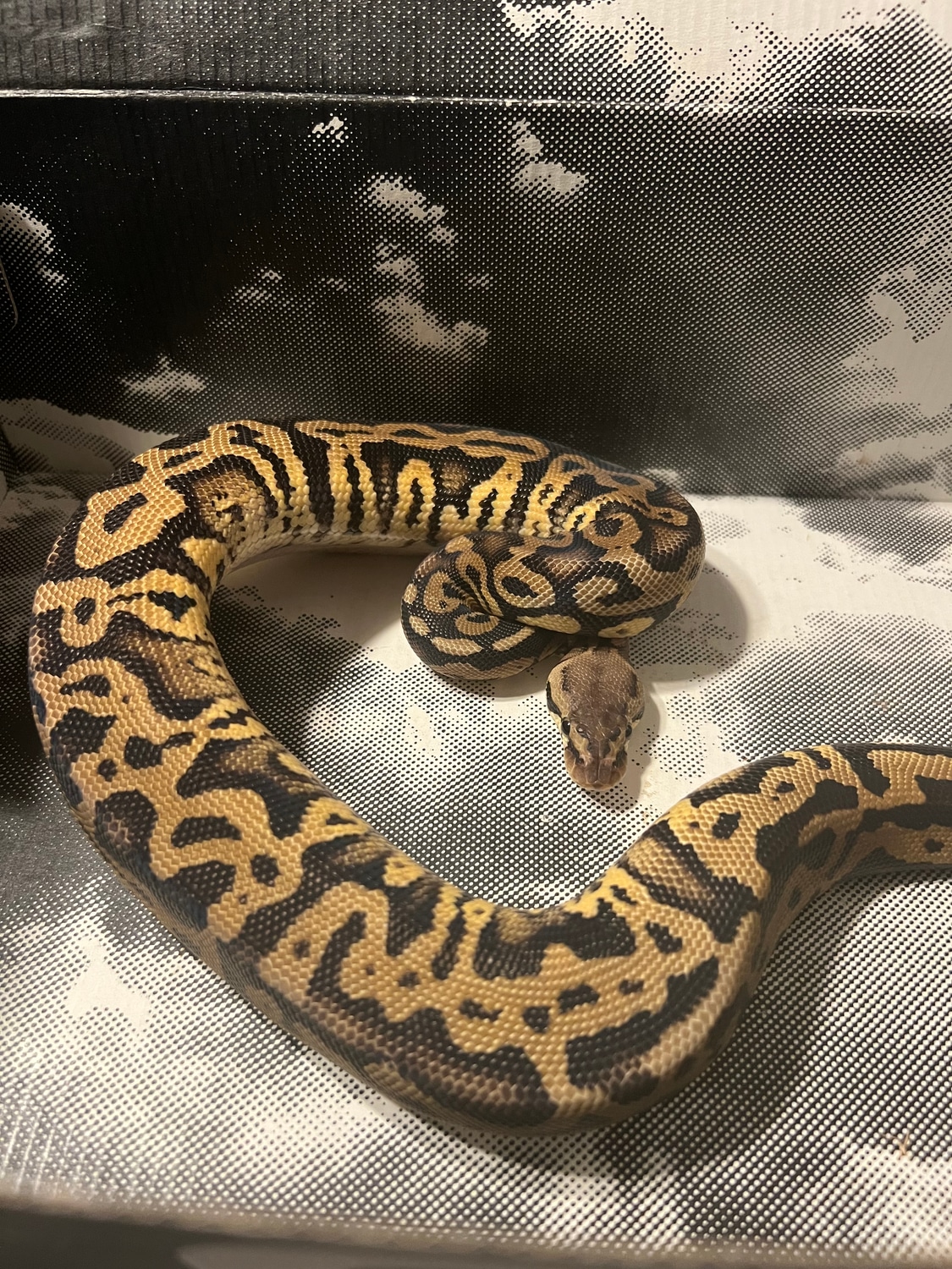 Pastel Leopard Yellowbelly Het Clown Ball Python by Maz Morphs ...