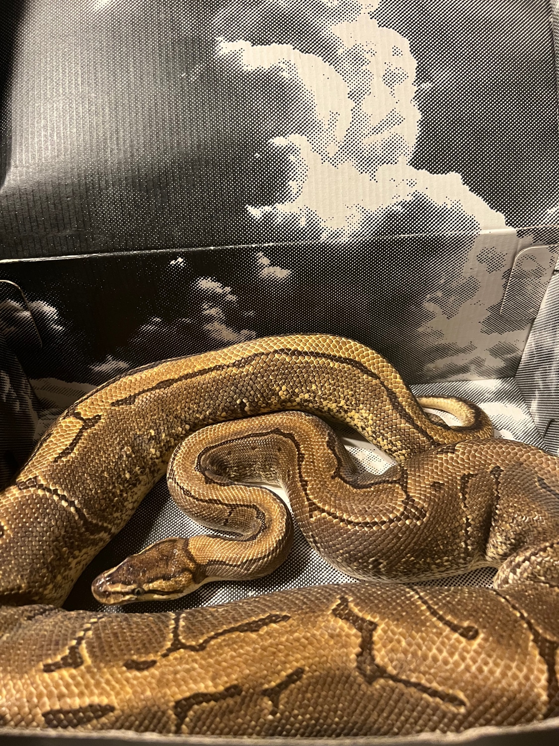 Enchi Pinstripe Ball Python by Maz Morphs - MorphMarket
