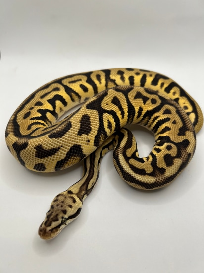 Pastel Leopard Spotnose Het Clown Het Genetic Stripe Ball Python by Maz ...
