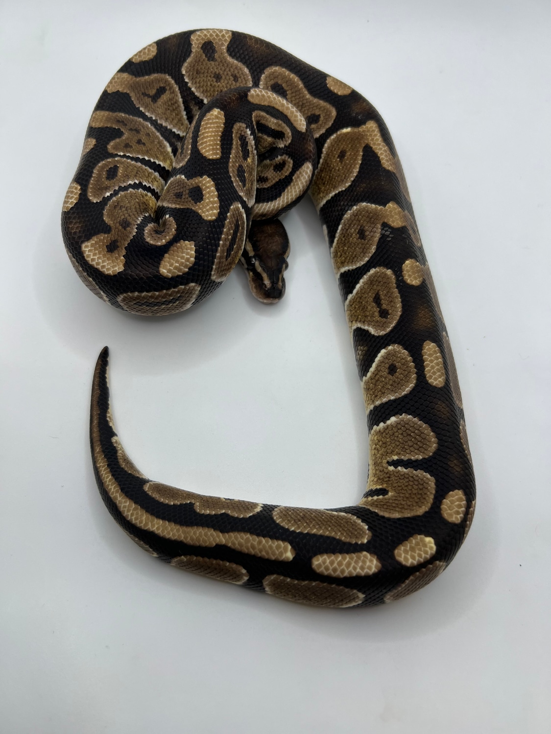 Double Het Dreamsicle Ball Python by Maz Morphs - MorphMarket