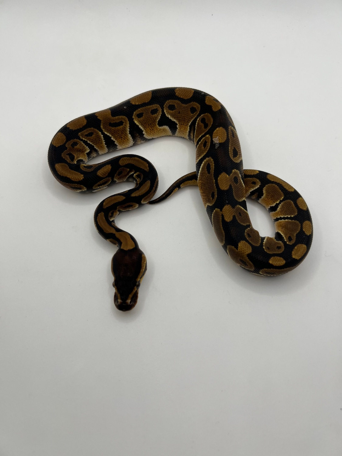 Het Clown Het TSK Axanthic Ball Python by Maz Morphs - MorphMarket