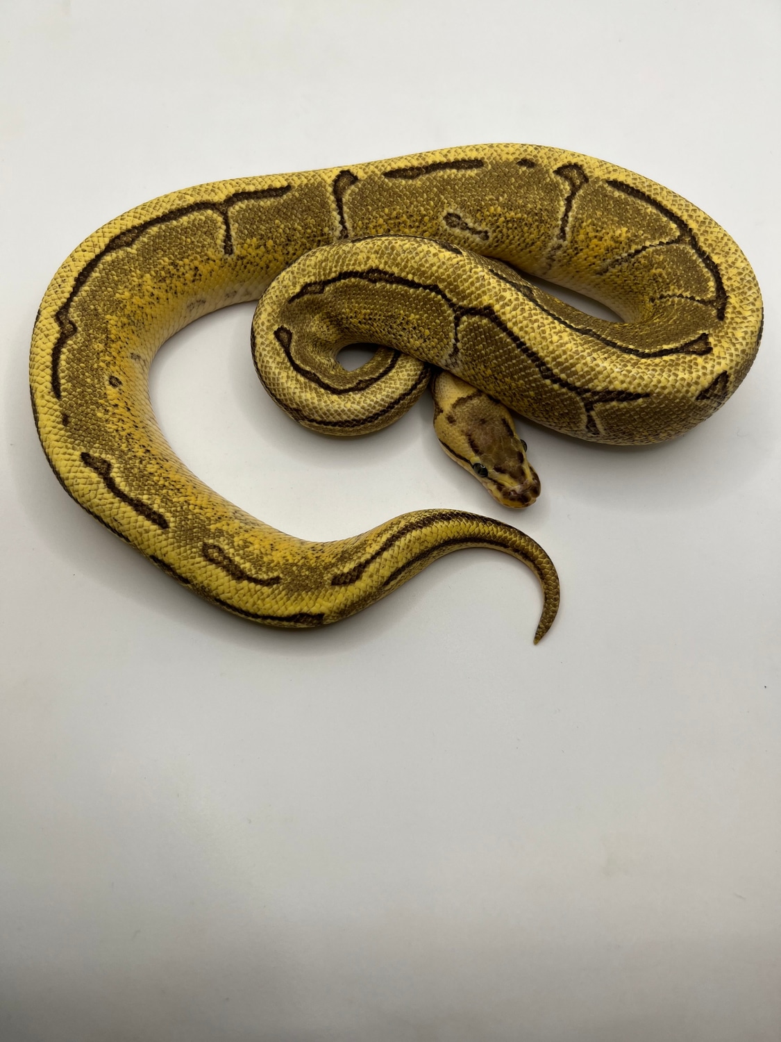 Enchi Pinstripe Fire Yellowbelly Ball Python by Maz Morphs - MorphMarket