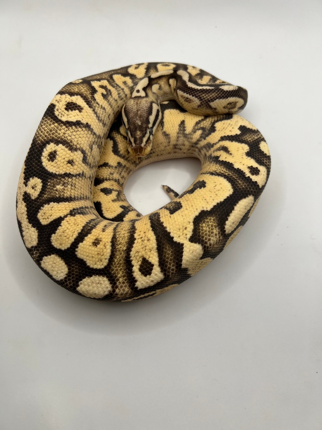 Firefly Gravel/YB Ball Python by Maz Morphs - MorphMarket