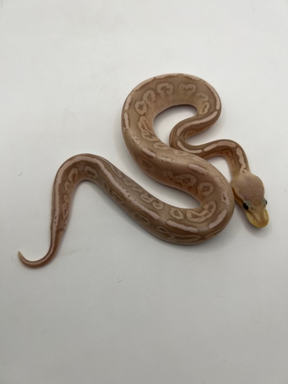 Sterling Banana Bamboo Ball Python by Maz Morphs