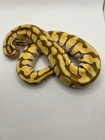 Butter Enchi Spotnose Ball Python by Maz Morphs