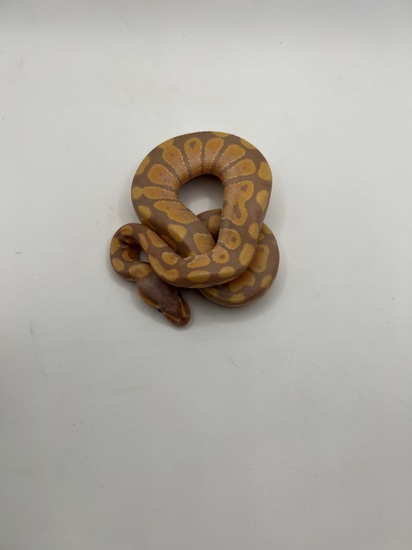Banana Het Clown Het Lavender Albino Ball Python by Maz Morphs
