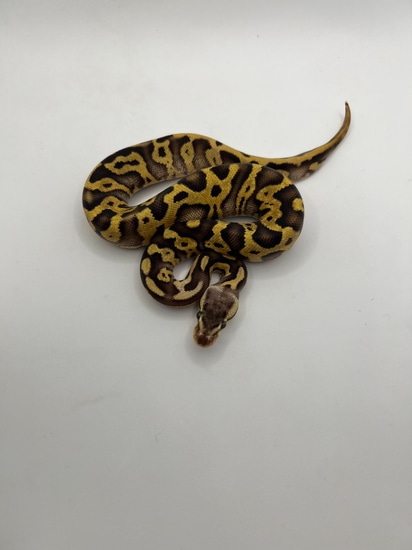 Firefly Leopard Yellowbelly Ball Python by Maz Morphs