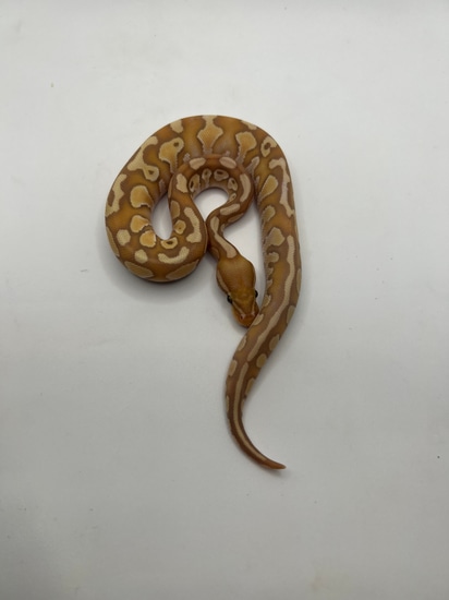 Banana Lesser Enchi Ball Python by Maz Morphs
