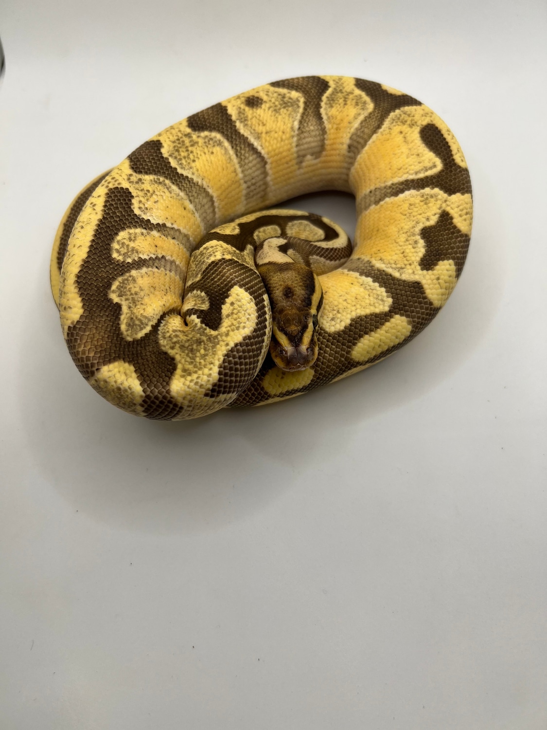 Enchi Fire Orange Dream Ball Python by Maz Morphs - MorphMarket