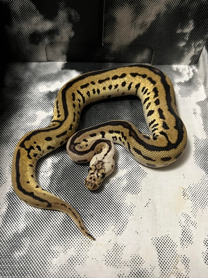 Batman Pastel Ball Python by Maz Morphs