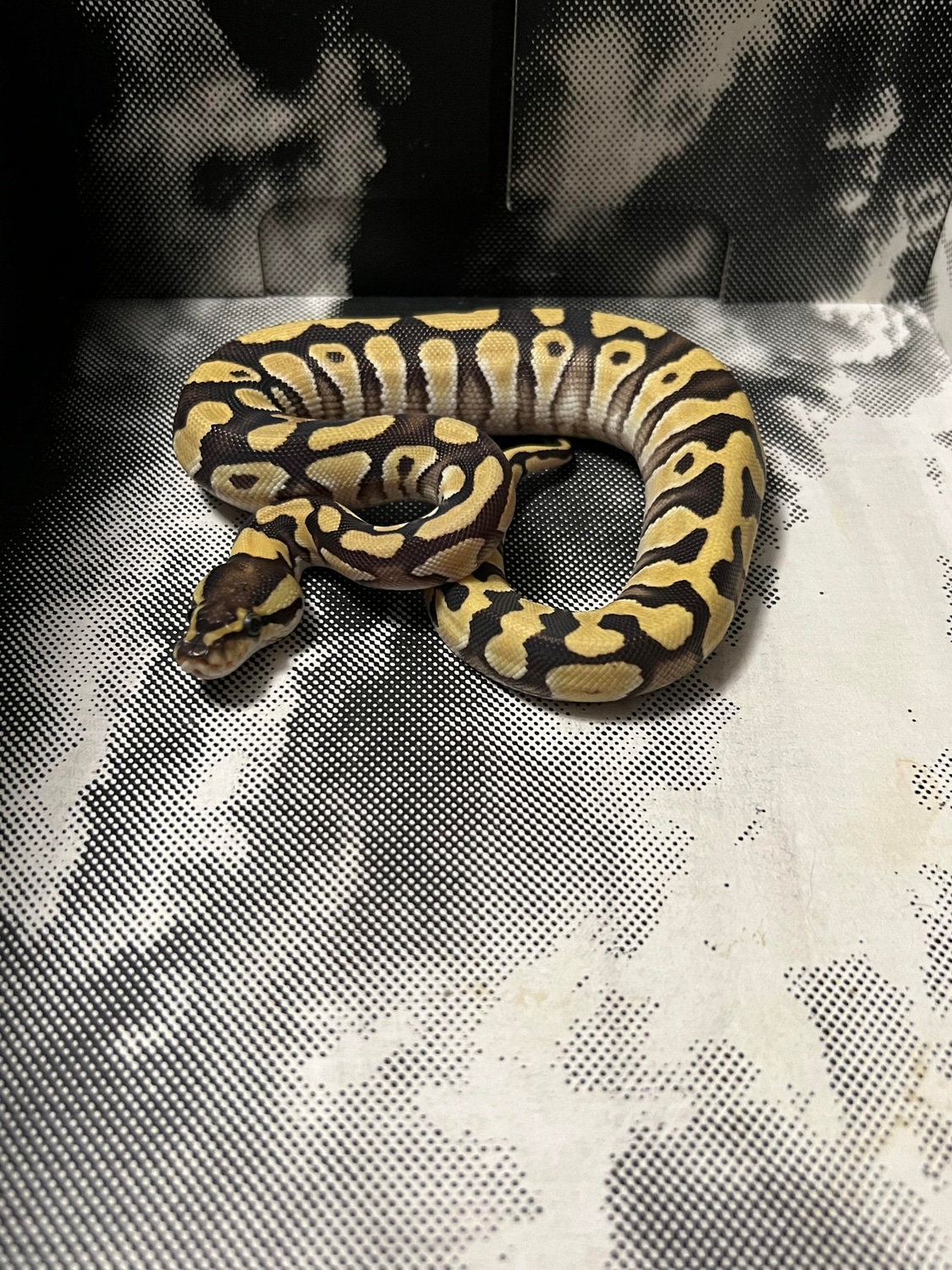 Phantom Chocolate Enchi Ball Python by Maz Morphs - MorphMarket