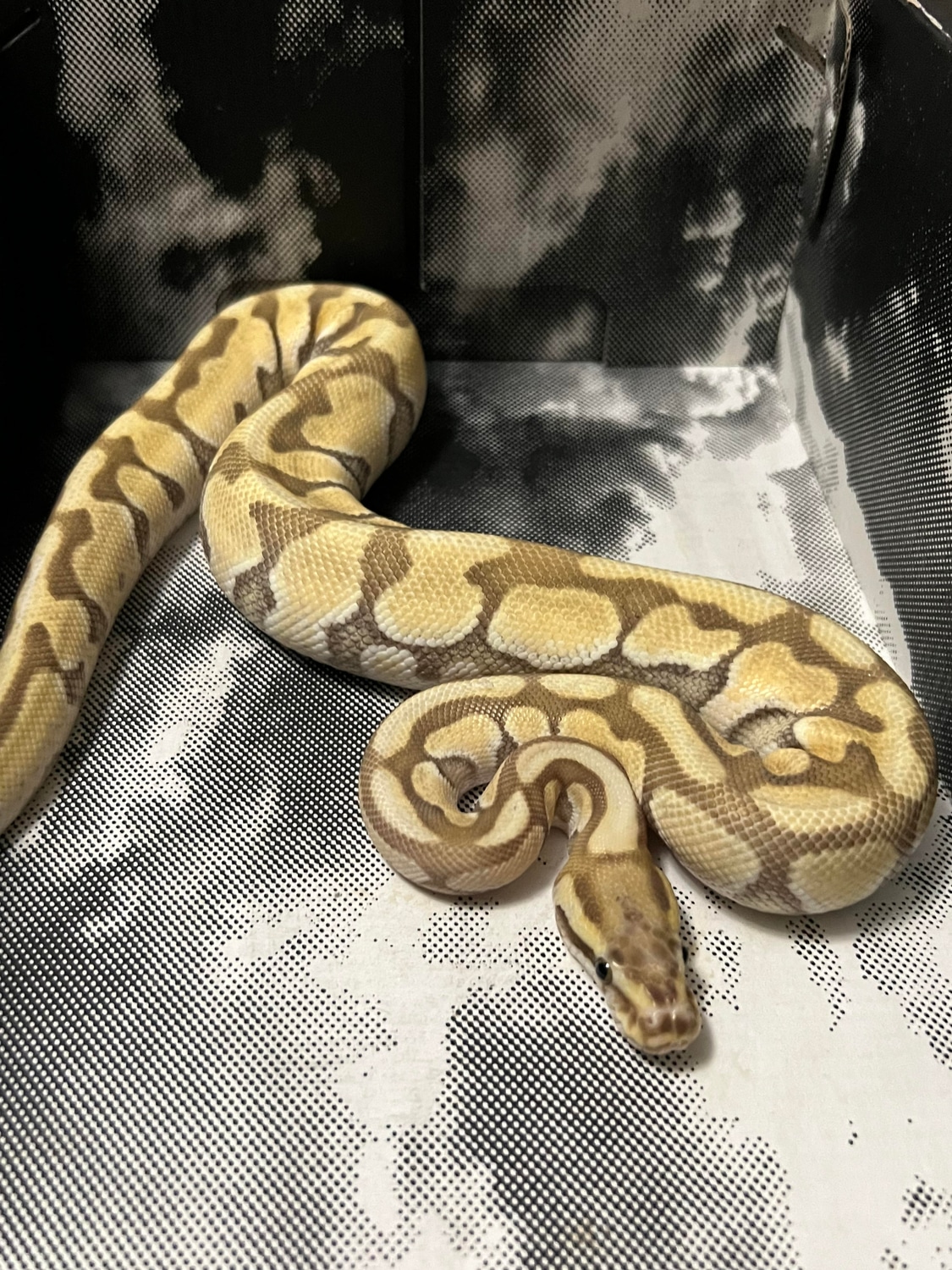 Enchi Lesser Spotnose Ball Python by Maz Morphs - MorphMarket
