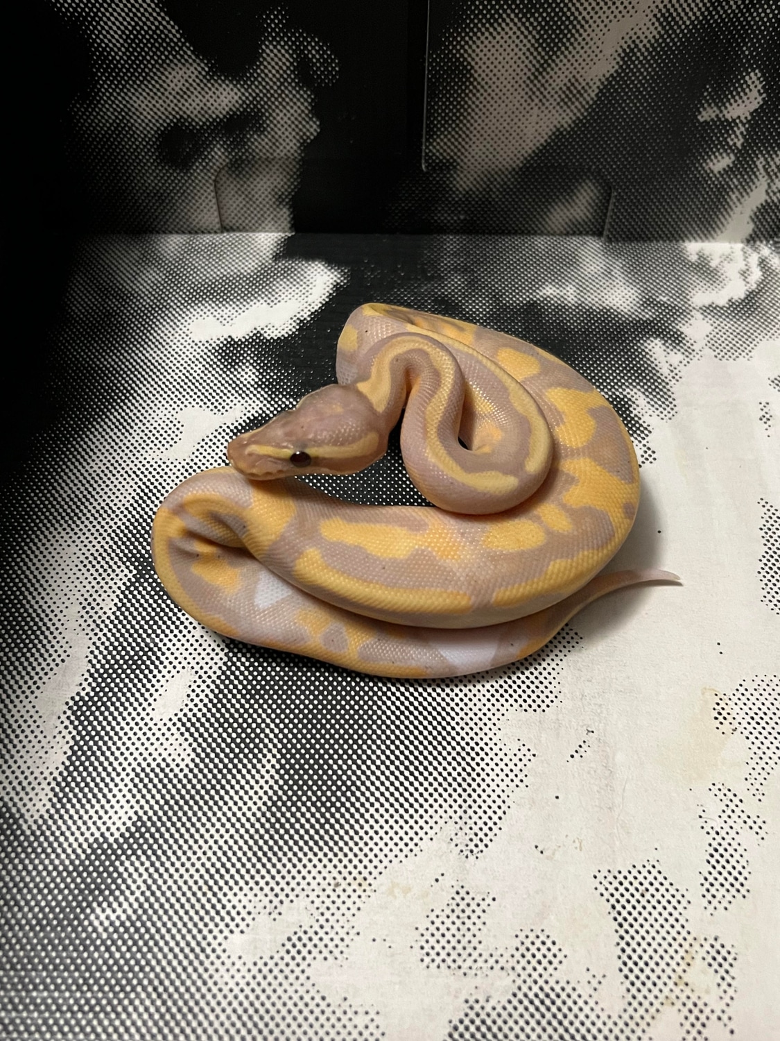 Banana Pied Ball Python by Maz Morphs - MorphMarket