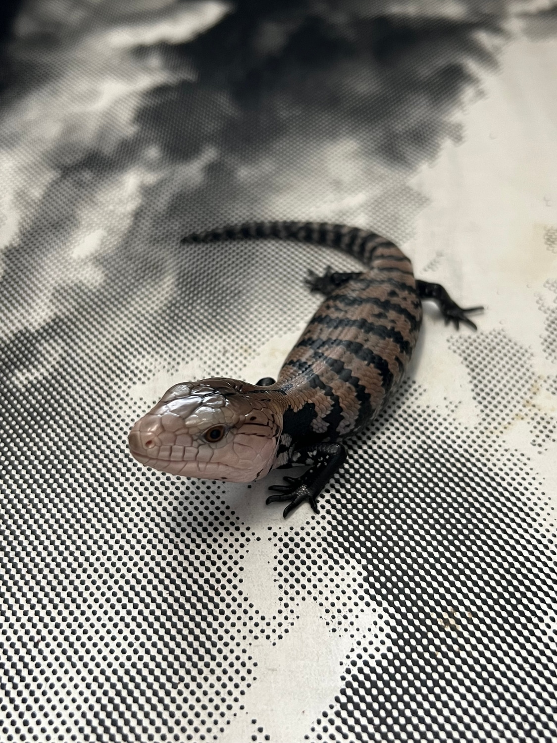 CB Halmahera Blue Tongue Skinks Halmahera Blue-Tongued Skink by Maz ...