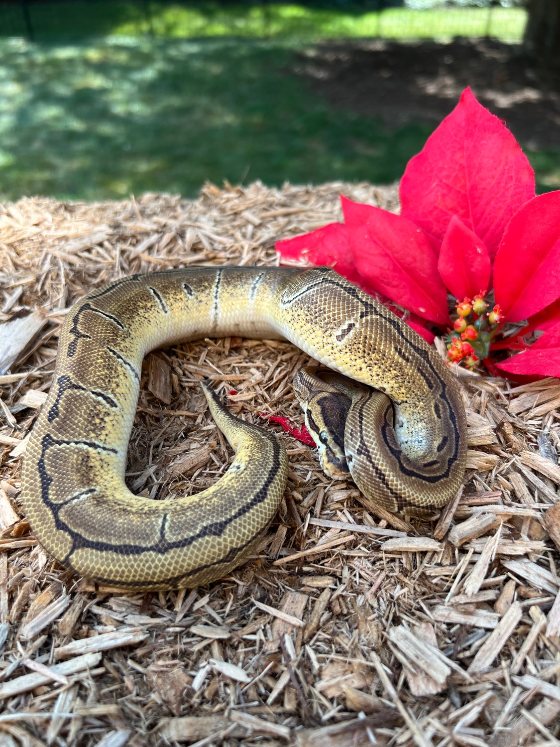 Enchi Pinstripe Ball Python by Maz Morphs - MorphMarket