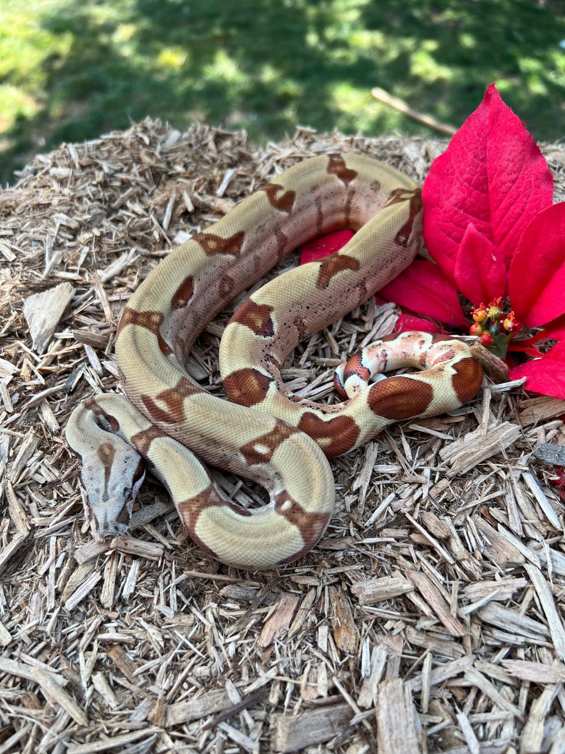 Possible Super Hypo Boa Constrictor by Maz Morphs - MorphMarket